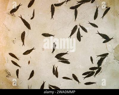 Fossilized fish, fossils of early prehistoric marine life forms Stock ...