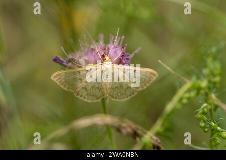 Patania ruralis Family Crambidae Genus Patania Mother of pearl moth ...