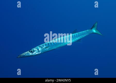 Barracuda (Sphyraena sphyraena) in front of a monochrome blue ...
