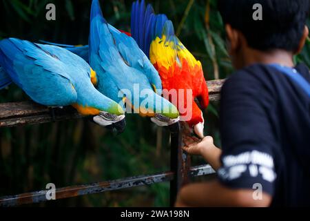 A pair of colorful macaws eating seeds from the hand of a person in sri ...