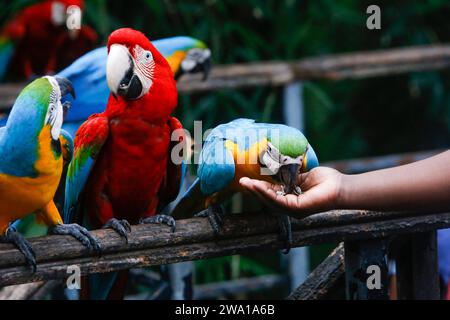 A pair of colorful macaws eating seeds from the hand of a person in sri ...