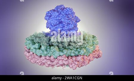 3d rendering of nanodisc consists of Phospholipids and A stabilizing ...