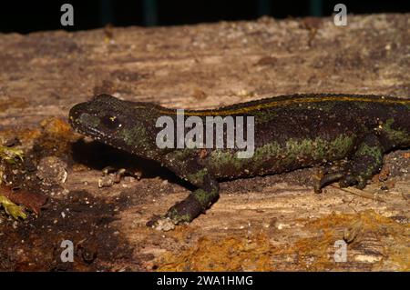 Detailed closeup on a rarely photographed European hybrid newt species ...