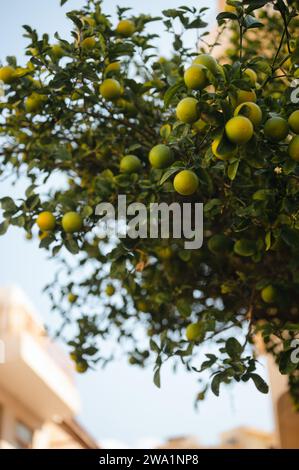 Limes on a Lime tree in Paphos, Cyprus, Greece Stock Photo - Alamy