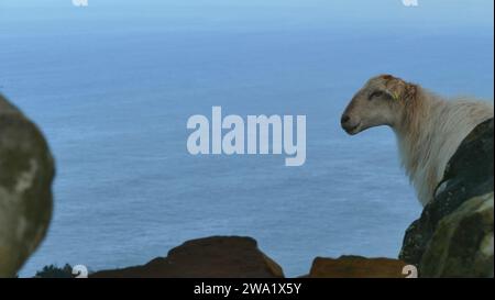 Sheep observing on top of a mountain by the sea shore Stock Photo - Alamy