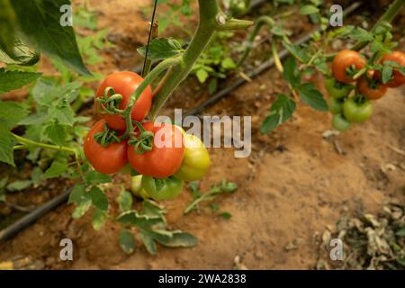 vertically grown tomato plants in a greenhouse Stock Photo - Alamy