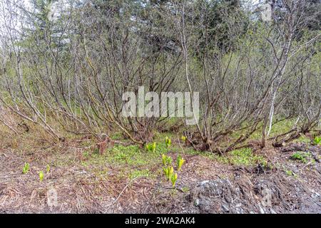Scrub woodland with Western Skunk Cabbage plants in flower in Valdez ...