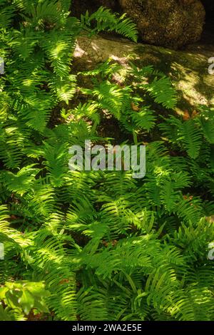 Beautiful scene in the Veio Regional Park, near Formello, Province of ...