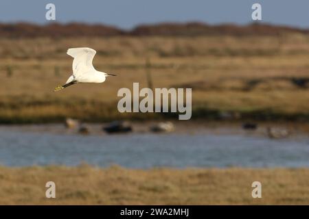 Little Egret flying across salt marsh at Pegwell Bay Nature Reserve ...
