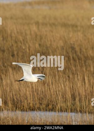 Little Egret flying across salt marsh at Pegwell Bay Nature Reserve ...