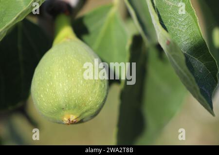 Green fig fruit ripens on a tree between leaves in summer under the sun ...
