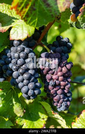 Blue grapes infested with gray mold Stock Photo - Alamy