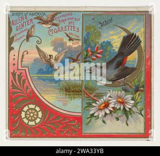Catbird, from the Birds of America series (N4) for Allen & Ginter ...