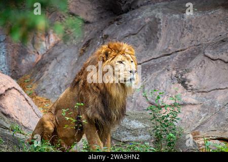 Panthera leo, the African Lion, rules the savannas with majestic ...