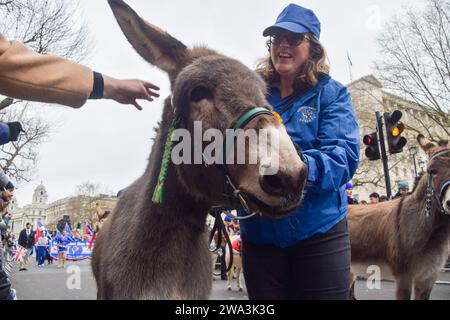 Members of The Donkey Breed Society with donkeys during the New Year's ...