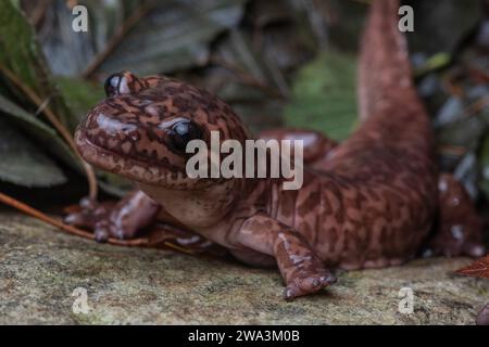California giant salamander (Dicamptodon ensatus) one of the largest ...