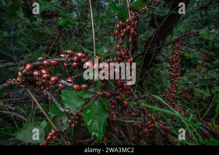 An aggregation of convergent ladybugs, Hippodamia convergens, in the ...