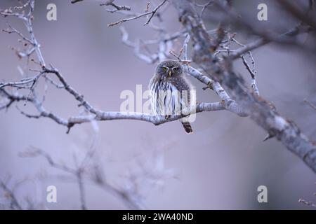 A tiny Northern Pygmy Owl (Glaucidium gnoma) perched on a branch of a ...