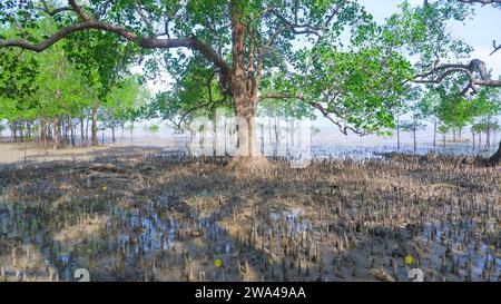 The Spiky Roots Of The Tropical Plant Avicennia Marina Or Perepat ...