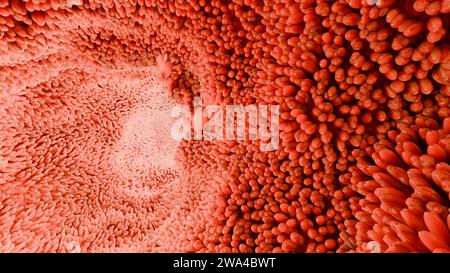 intestinal villi, Red microvilli in a intestinal tract. close-up ...