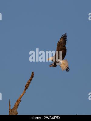 Elk in Ponca Stock Photo - Alamy