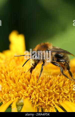Vertical closeup on a Fork-tailed Flower bee, Anthophora furcata on a ...