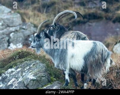 Wild scottish mountain goats in Torridon Stock Photo - Alamy