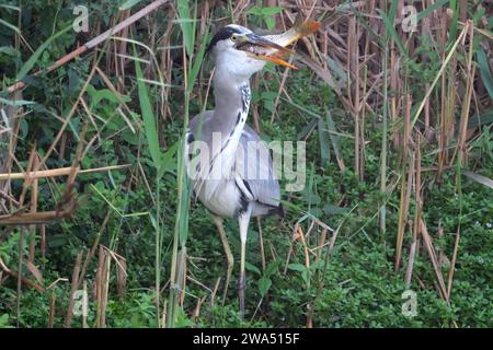 Grey Heron Hunting and Feeding on a Water Vole Stock Photo - Alamy