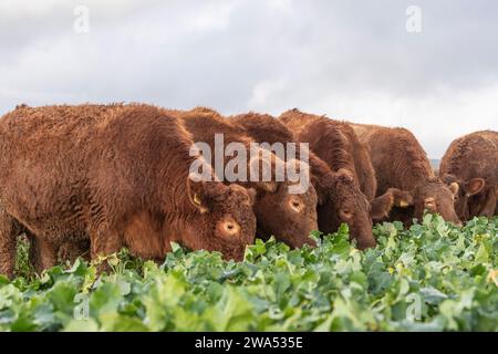 South Devon Cows grazing kale Stock Photo - Alamy