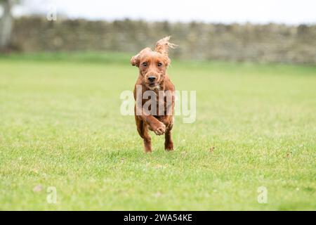 Working Cocker action shot Stock Photo - Alamy