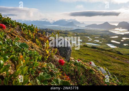 Cloudberry (Rubus chamaemorus), Lofoten, Norway Stock Photo - Alamy