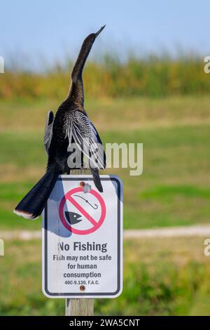 Anhinga (Anhinga anhinga) on branch at Apopka Lake, Florida. Holding ...