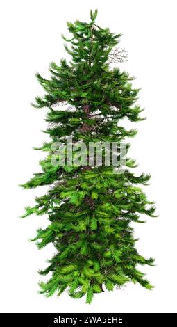 Wollemia nobilis prehistoric tree, isolated on white background Stock ...