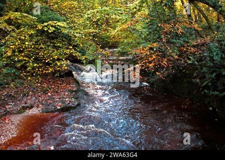 Plas Power Woods, Coedpoeth, Wales Stock Photo - Alamy