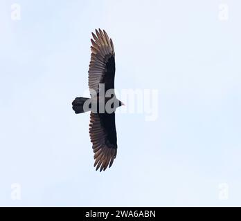 Turkey vulture flying in blue sky with wings spread wide Stock Photo ...