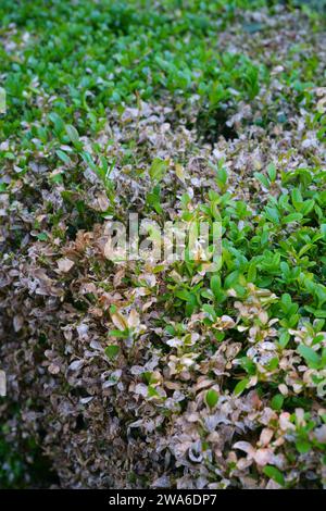 A close up of Box blight in a Box hedge Stock Photo - Alamy