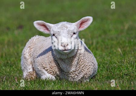 Single white lamb of domestic sheep in meadow / field in spring Stock ...