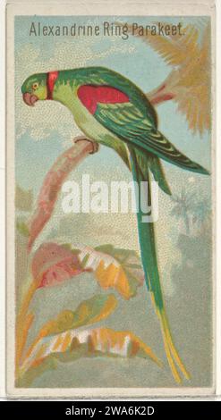 Alexandrine Ring Parakeet, from the Birds of the Tropics series (N5 ...