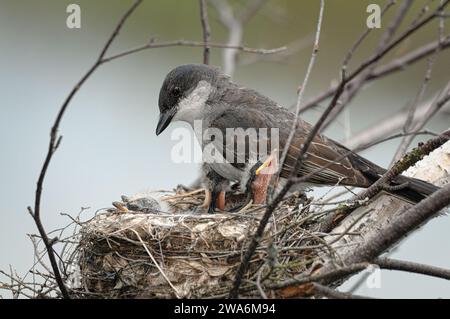 Eastern Kingbird on its nest Stock Photo - Alamy