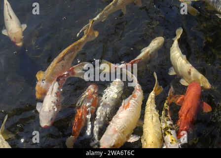 Maui .Hawaii islands ,USA colourful fish in pond 11 January 2015 hoto ...
