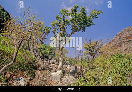Commiphora myrrha, called myrrh, African myrrh, herabol myrrh, Somali ...