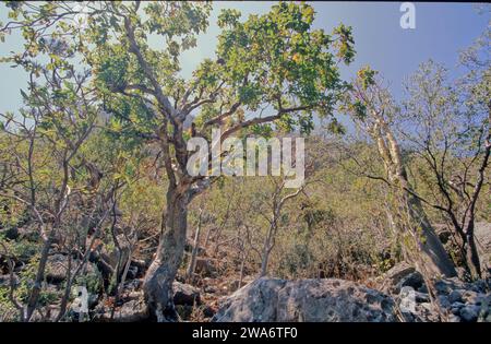 Commiphora myrrha, called myrrh, African myrrh, herabol myrrh, Somali ...