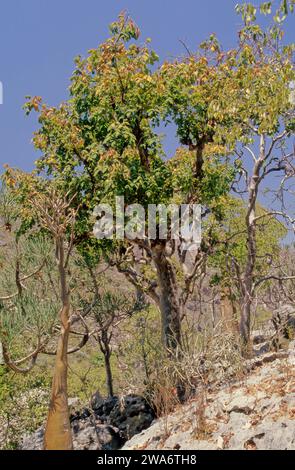 Commiphora myrrha, called myrrh, African myrrh, herabol myrrh, Somali ...