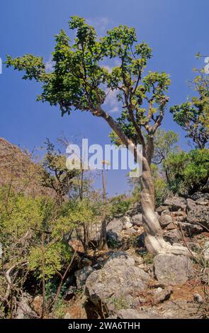 Commiphora myrrha, called myrrh, African myrrh, herabol myrrh, Somali ...