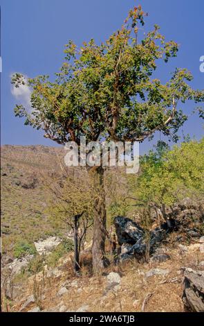 Commiphora myrrha, called myrrh, African myrrh, herabol myrrh, Somali ...