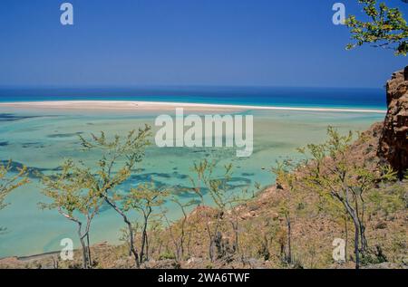 Croton socotranus is a species of flowering plant in the family ...