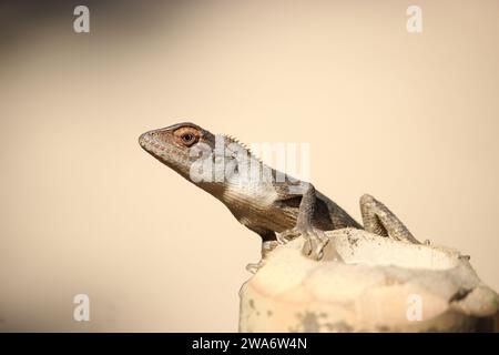 Color changing lizard Stock Photo - Alamy