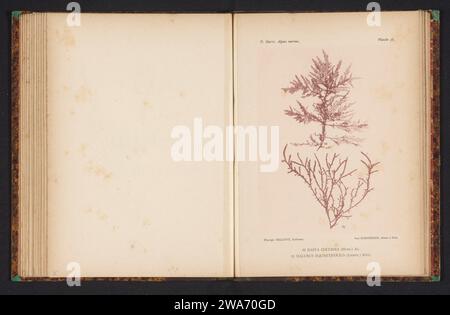 Dasya coccinea; Seaweed Stock Photo - Alamy