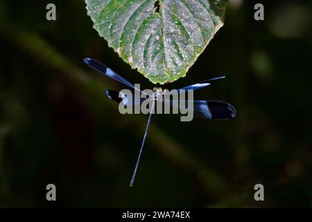 Helicopter Damselfly (Megaloprepus caerulatus) flying in rainforest ...