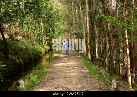 Souto de Retorta or Eucaliptal de Chavin Natural Monument. Maples (Acer ...